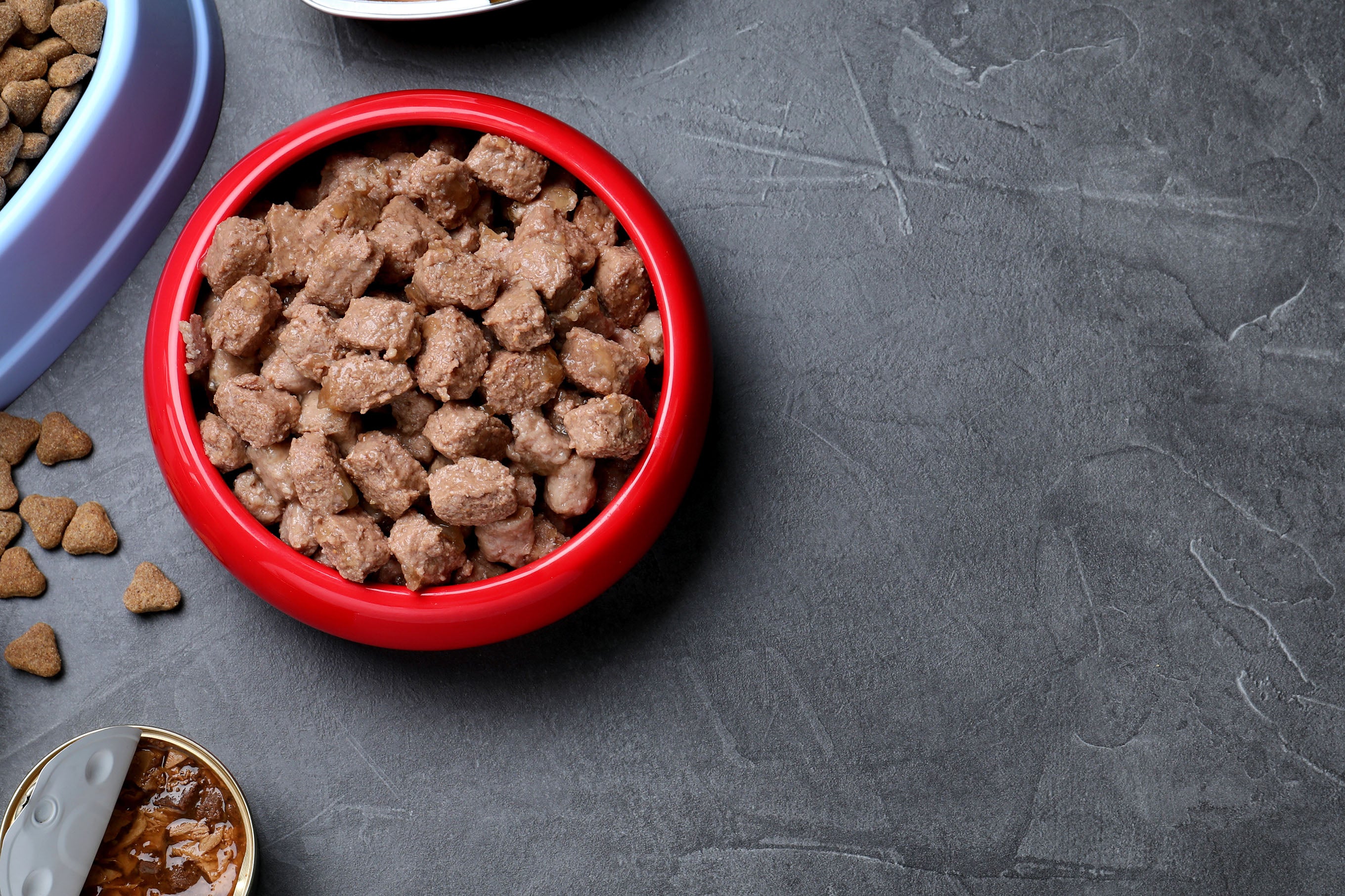 ¿Con qué mezclar el pienso para perros? – Onlyfresh.com