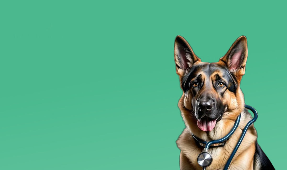 ¿Cómo conservar y almacenar la comida de tu mascota correctamente ...