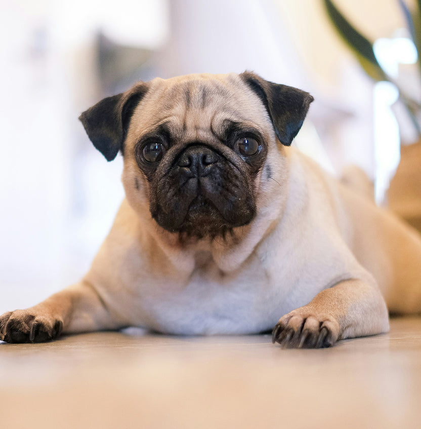 Pug – Onlyfresh.com